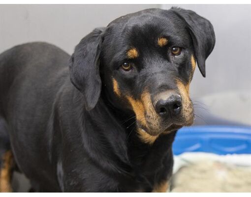 Phoenix, AZ - Rottweiler. Meet SUNNY a Pet for Adoption - AdoptaPet.com