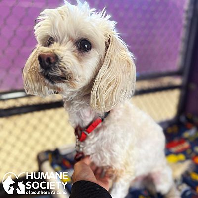 Tucson, AZ - Poodle (Miniature). Meet WHEATLEY a Pet for Adoption ...