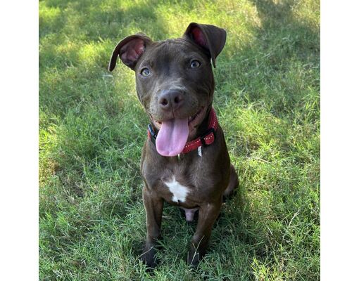 Dallas, TX - Mixed Breed (Large). Meet Cosmo a Pet for Adoption ...