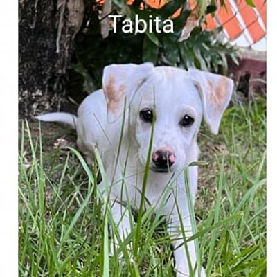 Lakeland, FL - Labrador Retriever. Meet Tabita a Pet for Adoption ...