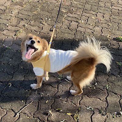 Los Angeles, CA - Australian Shepherd/Spitz (Unknown Type, Small). Meet ...