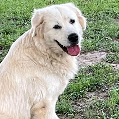 Rochester, NY - Great Pyrenees/Mixed Breed (Large). Meet Boo JuM a Pet ...