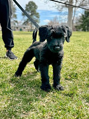 Denver, CO - Labrador Retriever/Schnauzer (Standard). Meet Peeps a Pet ...