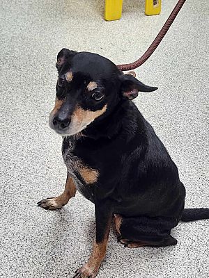 Hazelwood, MO - Miniature Pinscher. Meet June Bug a Pet for Adoption ...