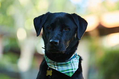 Raleigh, NC - Labrador Retriever. Meet Finn a Pet for Adoption ...