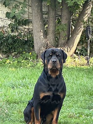 Saint Clair Shores, MI - Rottweiler. Meet Kujo a Pet for Adoption ...