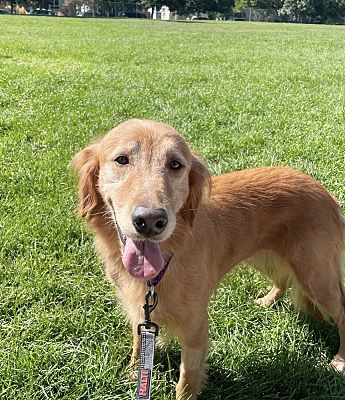 Denver, CO - Golden Retriever. Meet Ginger a Pet for Adoption ...