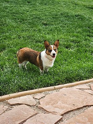 Denver, CO - Corgi. Meet Bailey a Pet for Adoption - AdoptaPet.com