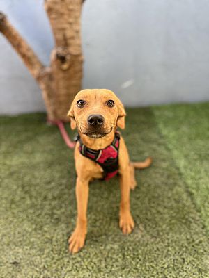 Carlsbad, CA - Rhodesian Ridgeback/Miniature Pinscher. Meet Mara a Pet ...