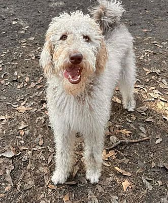 Magnolia, TX - Labradoodle. Meet Tilly a Pet for Adoption - AdoptaPet.com