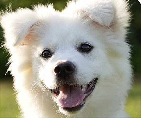 San Ramon, CA - Jindo/Spitz (Unknown Type, Medium). Meet Pureun a Pet ...