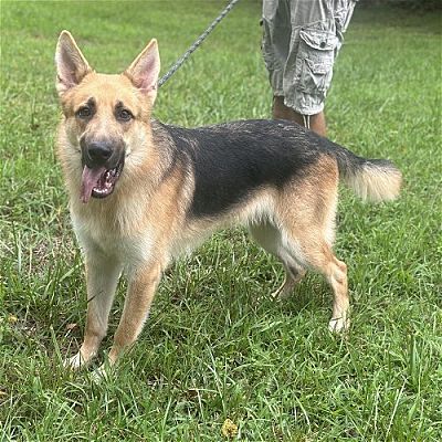 Mt. Airy, MD - German Shepherd Dog. Meet Winchester a Pet for Adoption ...