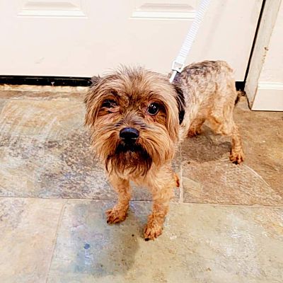 Virginia beach, VA - Yorkie, Yorkshire Terrier/Poodle (Toy or Tea Cup ...