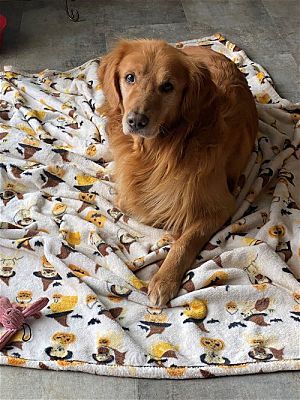 Brandon, SD - Golden Retriever. Meet Rocky a Pet for Adoption ...