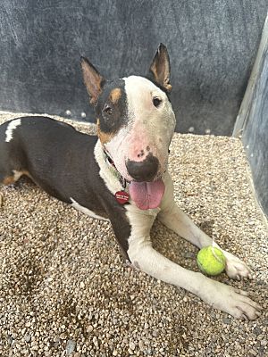 Phoenix, AZ - Bull Terrier. Meet KINGMAN a Pet for Adoption - AdoptaPet.com