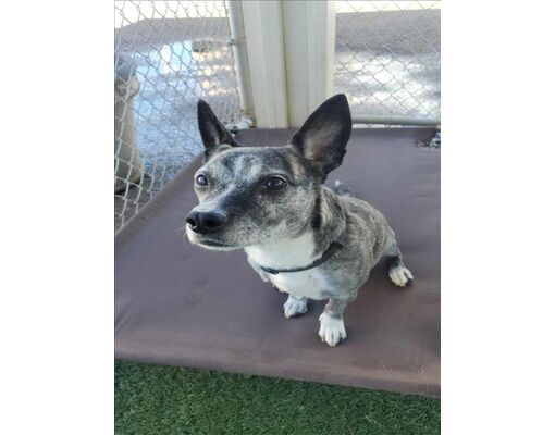 Apache Junction, AZ - Jack Russell Terrier. Meet TROUBLE a Pet for ...