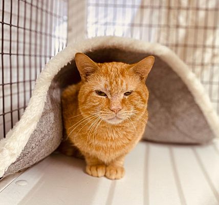 Ewing, NJ - Domestic Shorthair. Meet Xavier a Pet for Adoption ...