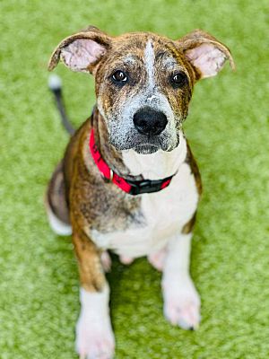 Niagara Falls, ON - Boxer/Hound (Unknown Type). Meet Gunny a Pet for ...