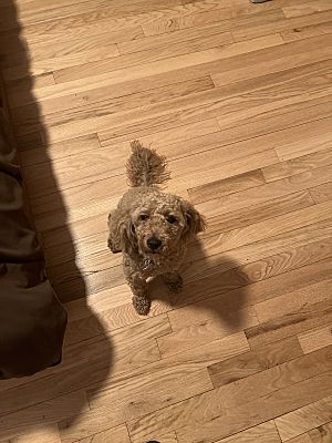 Corona, NY - Poodle (Miniature). Meet Luly a Pet for Adoption ...