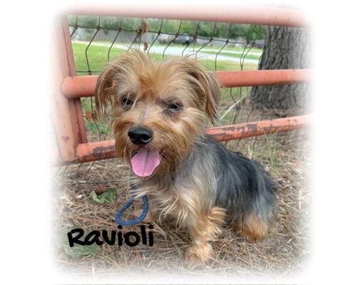 Broken Arrow, OK - Yorkie, Yorkshire Terrier/Mixed Breed (Medium). Meet ...