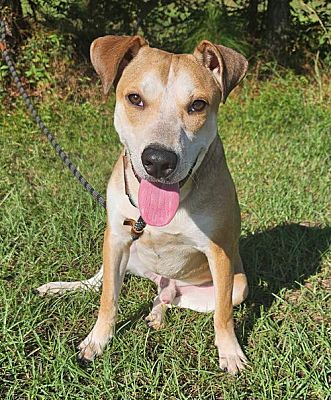 Coldwater, MI - Jack Russell Terrier/Beagle. Meet ALFIE a Pet for ...