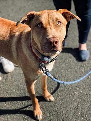 Manchester, CT - Labrador Retriever/Mixed Breed (Large). Meet Mando a ...
