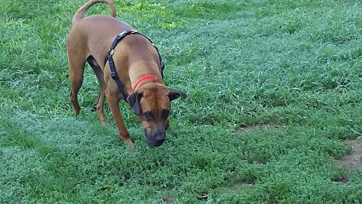Wilmington, NC - Rhodesian Ridgeback/Plott Hound. Meet Maverick a Pet ...