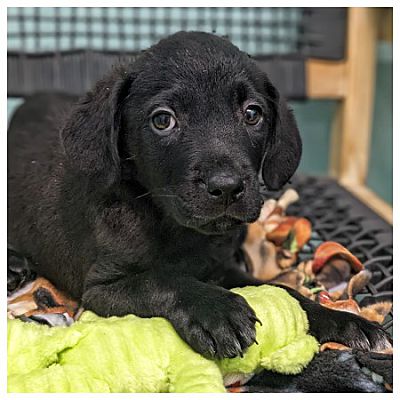 Eustis, FL - Labrador Retriever. Meet Dozer a Pet for Adoption ...