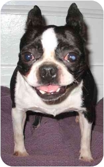 Rochester, NY - Boston Terrier. Meet Hammy a Pet for Adoption.