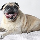 Pug Puppies - Pug Rescue and Adoption Near You