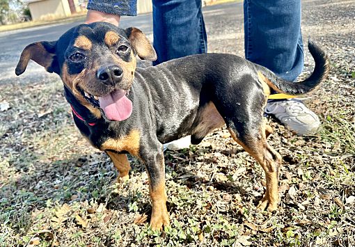 Seattle, WA - Dachshund/Pug. Meet Hunter a Pet for Adoption - AdoptaPet.com