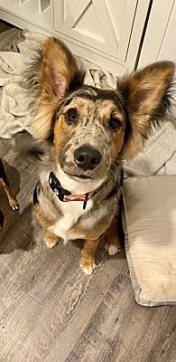 Dallas, GA - Australian Cattle Dog/Jack Russell Terrier. Meet Dino a ...