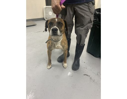 Los Lunas, NM - Boxer/Mixed Breed (Medium). Meet 56297344 a Pet for ...