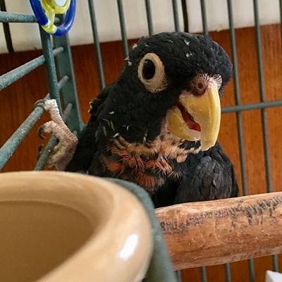 los angeles, CA - Pionus. Meet Maxi a Pet for Adoption - AdoptaPet.com