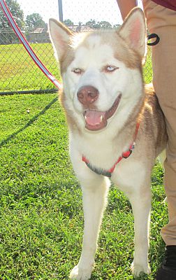 Madison, IN - Husky. Meet Bruno a Pet for Adoption - AdoptaPet.com