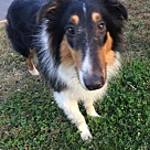 Collie Puppies - Collie Rescue and Adoption Near You