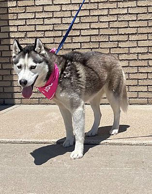 Columbus, NE - Husky. Meet Ivory a Pet for Adoption - AdoptaPet.com