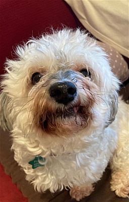 Buffalo, NY - Havanese/Poodle (Miniature). Meet Star a Pet for Adoption ...