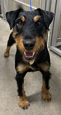 Los Angeles, CA - Airedale Terrier. Meet Mario a Pet for Adoption ...