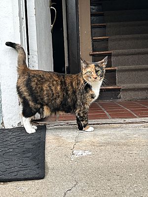 Kansas City, MO - Calico. Meet pikaboo a Pet for Adoption - AdoptaPet.com