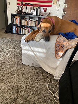 Los Angeles, CA - Rhodesian Ridgeback. Meet Maxine Romano a Pet for ...