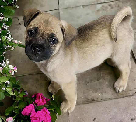 Los Angeles, CA - Pug/Shepherd (Unknown Type). Meet Lavender a Pet for ...