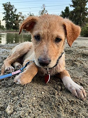 Beverly Hills, CA - Labrador Retriever/Cattle Dog. Meet Entourage a Pet ...