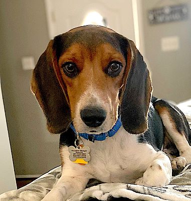 Houston, TX - Beagle. Meet Sherman a Pet for Adoption - AdoptaPet.com