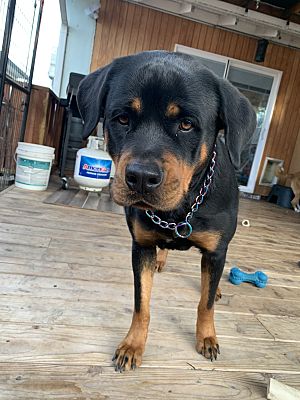 Hayward, CA - Rottweiler. Meet Lulu a Pet for Adoption - AdoptaPet.com