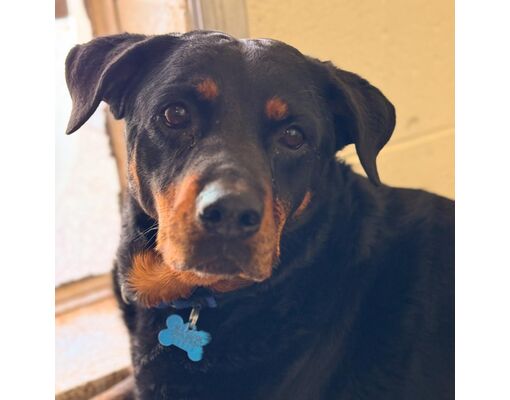 Kanab, UT - Rottweiler/Mixed Breed (Medium). Meet Sprite a Pet for ...