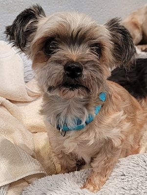Silverdale, WA - Yorkie, Yorkshire Terrier/Lhasa Apso. Meet Sylvia a ...