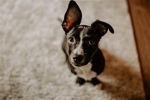 Germantown, OH - Dachshund/American Pit Bull Terrier. Meet Bigsby a Pet ...