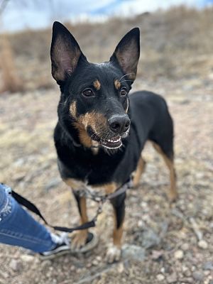 Sheridan, CO - Australian Cattle Dog/Rottweiler. Meet Mama Patty ...