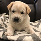 Lab Puppies - Yellow and Black Labrador Retriever Puppies